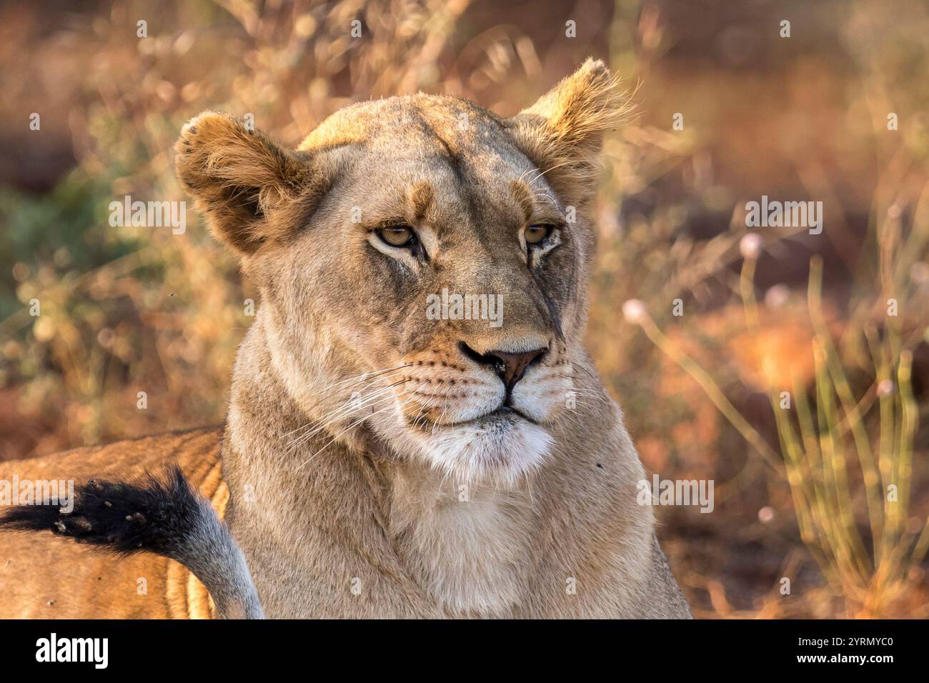 Lioness lying in grasses hi-res stock photography and images - Alamy