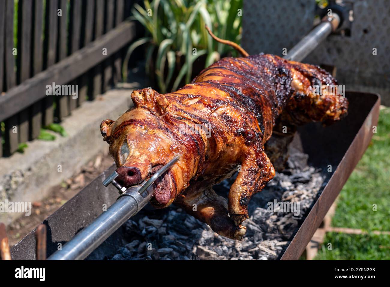Whole piglet roast on the open fire on the barbecue grill in the garden ...