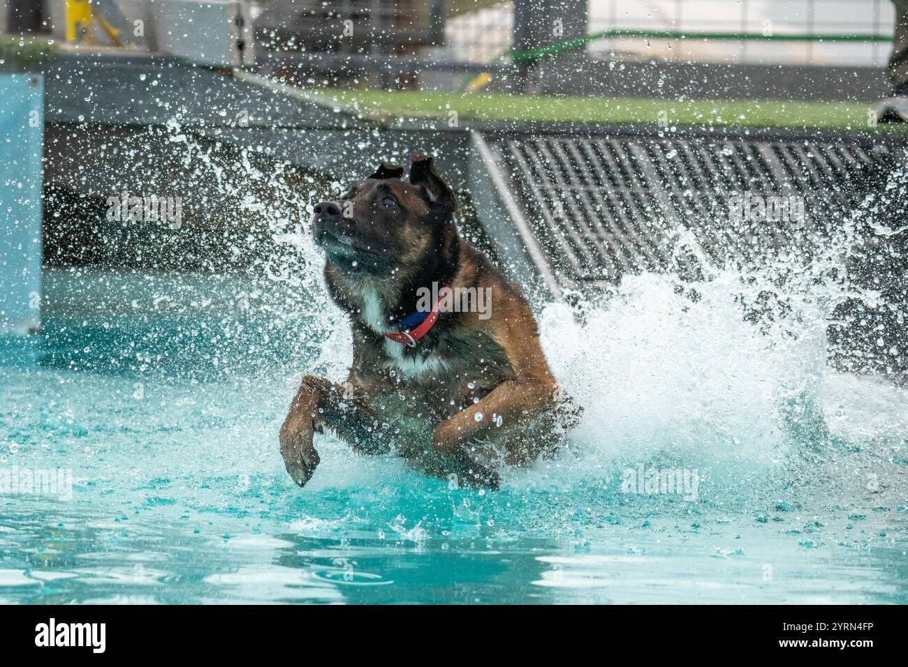 Malinois dog jumping off a ramp into a swimming pool making a splash ...