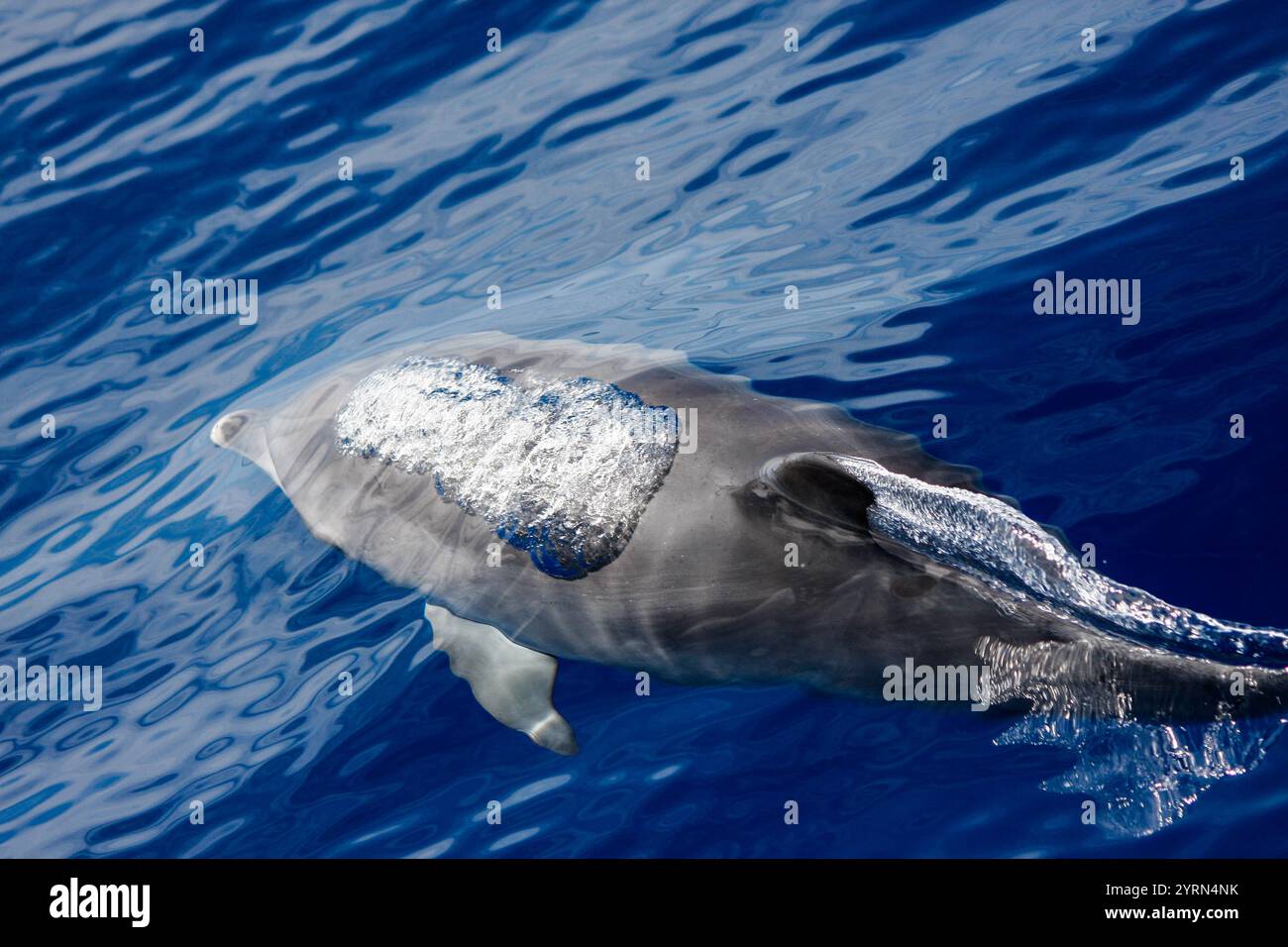 Common dolphin Surfacing Gracefully in Vibrant Blue Ocean Waters ...