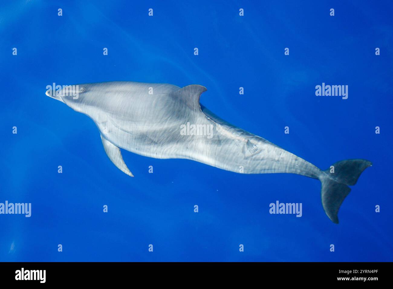 Graceful Dolphin Swimming Elegantly in Crystal Clear Blue Ocean Waters ...
