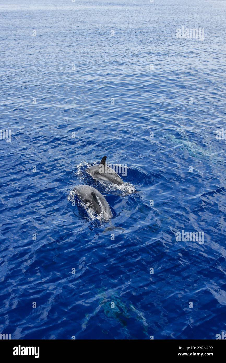 Common dolphin swimming gracefully hi-res stock photography and images ...