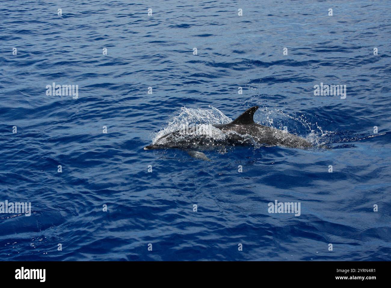 Common dolphin swimming gracefully hi-res stock photography and images ...