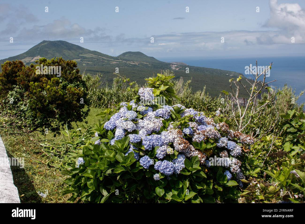 Scenic View of Hydrangeas and Landscape with Mountain and Ocean in the ...
