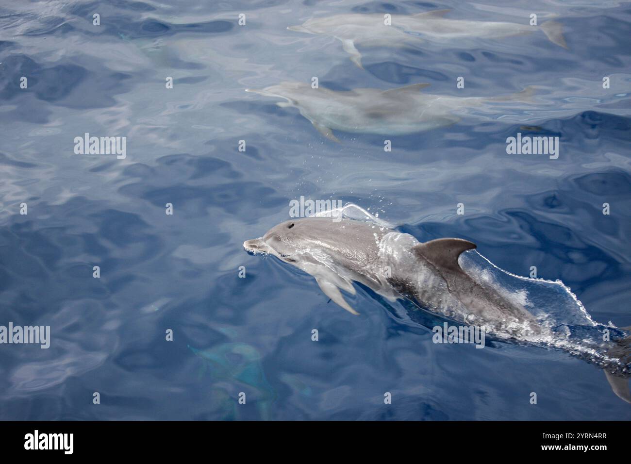 Dolphin Swimming in Crystal Clear Ocean Waters Under the Sunlight Stock ...
