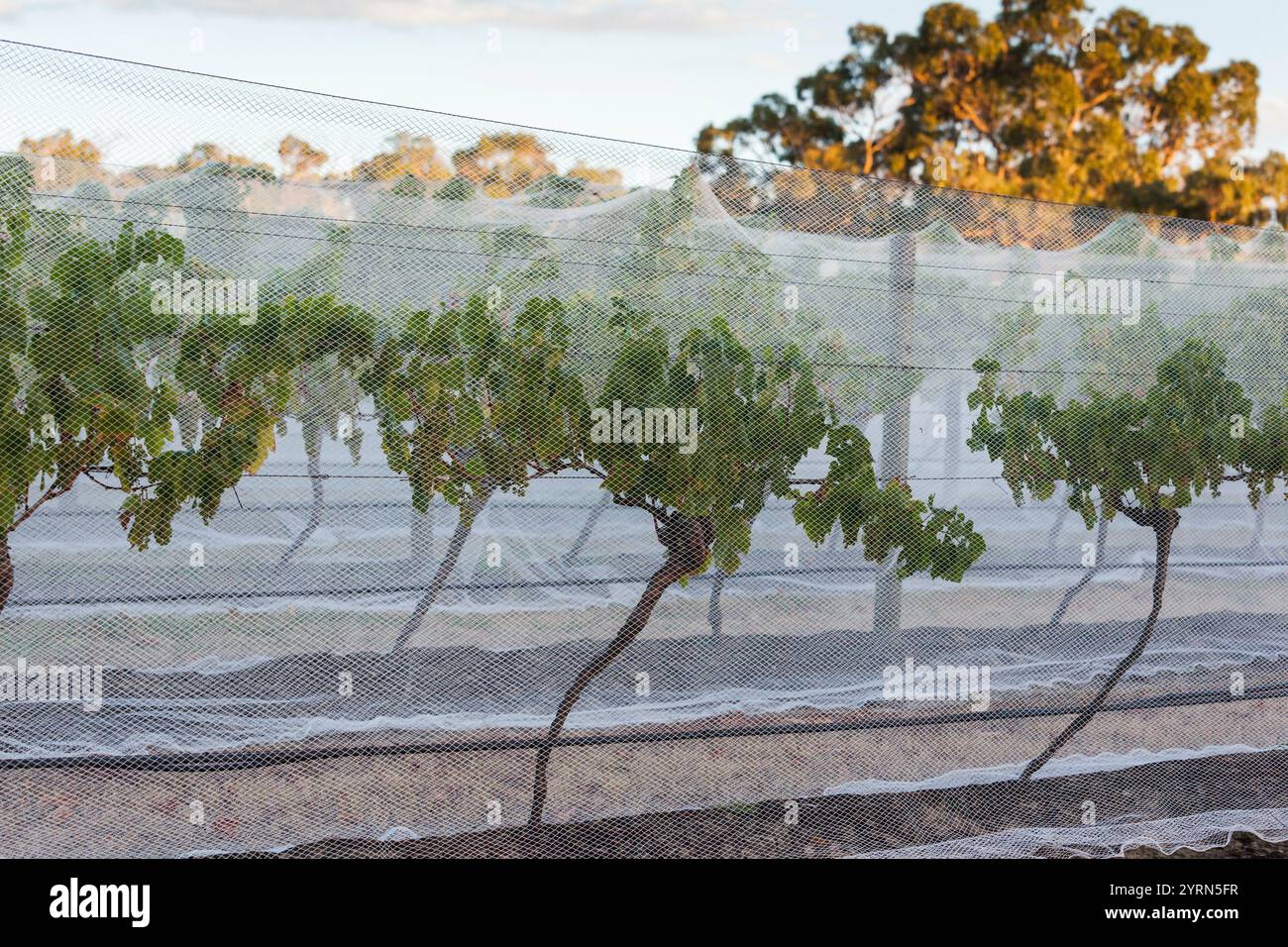 Australia, Victoria, VIC, Yarra Valley, vineyard vines under mesh ...