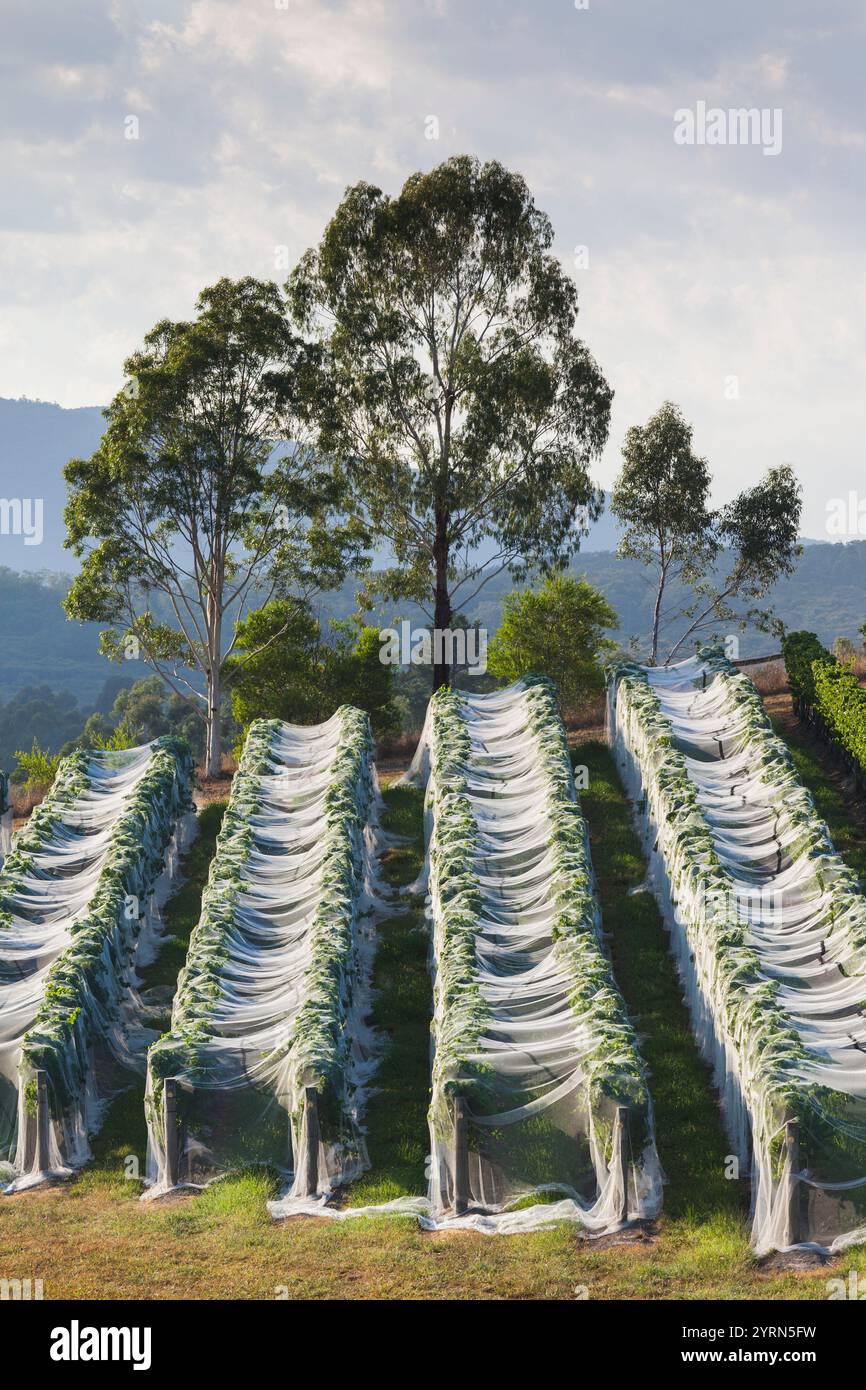 Australia, Victoria, VIC, Yarra Valley, vineyard vines under mesh ...
