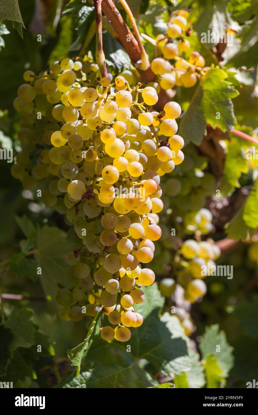 Australia, South Australia, Clare Valley, Sevenhill, Sevenhill Cellars ...