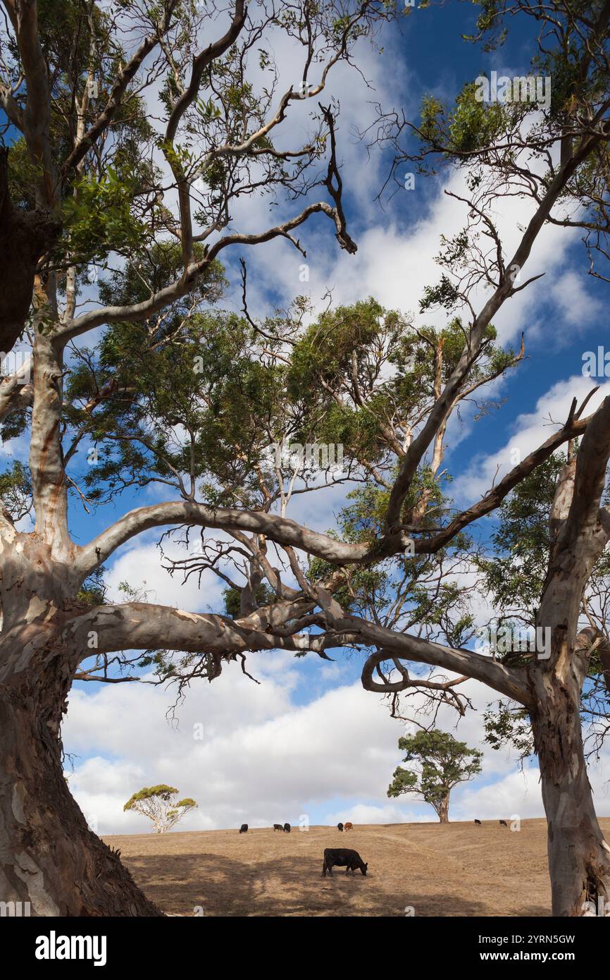 Australia, South Australia, Fleurieu Peninsula, Normanville, landscape ...