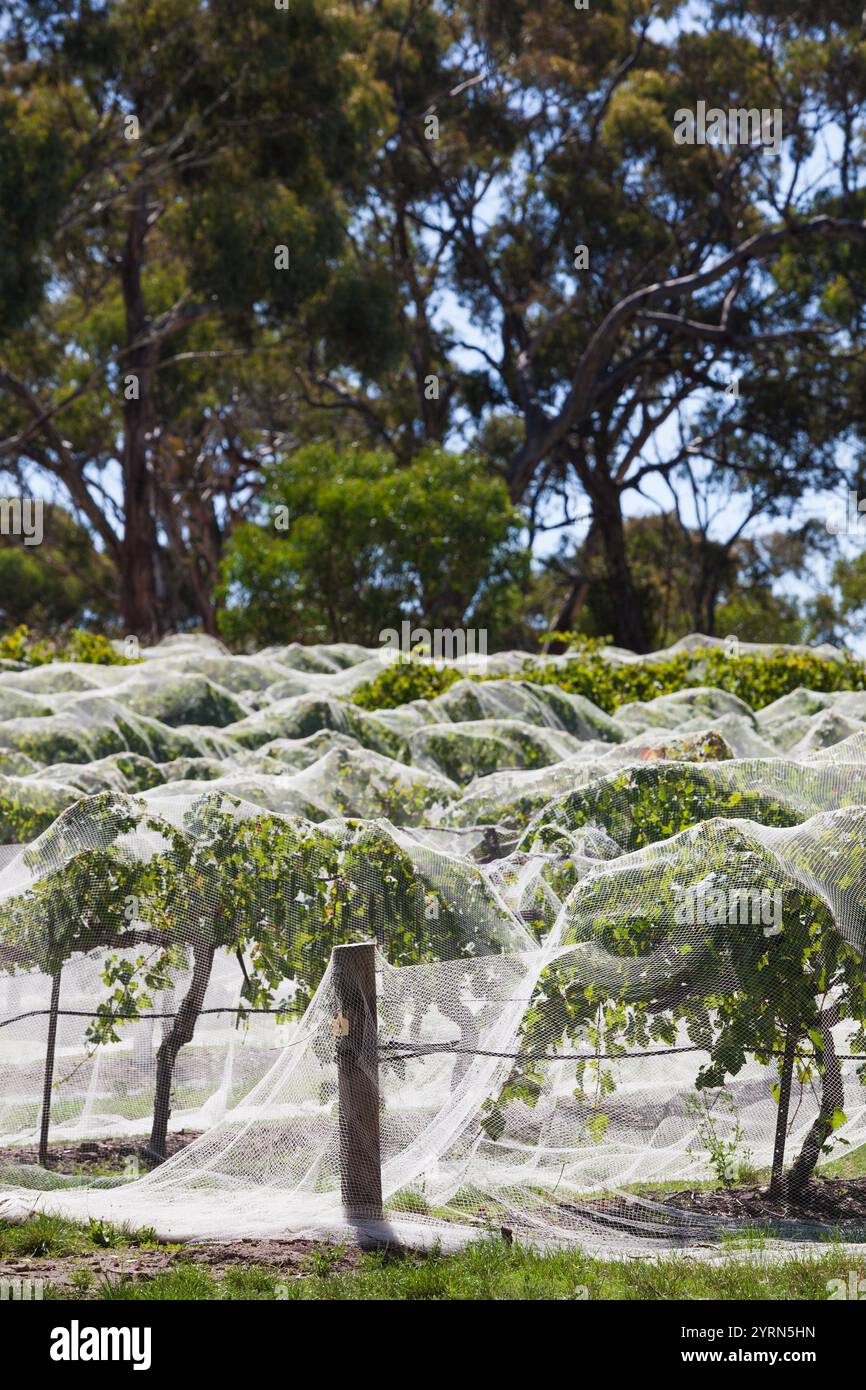 Australia, South Australia, Clare Valley, Sevenhill, Sevenhill Cellars ...