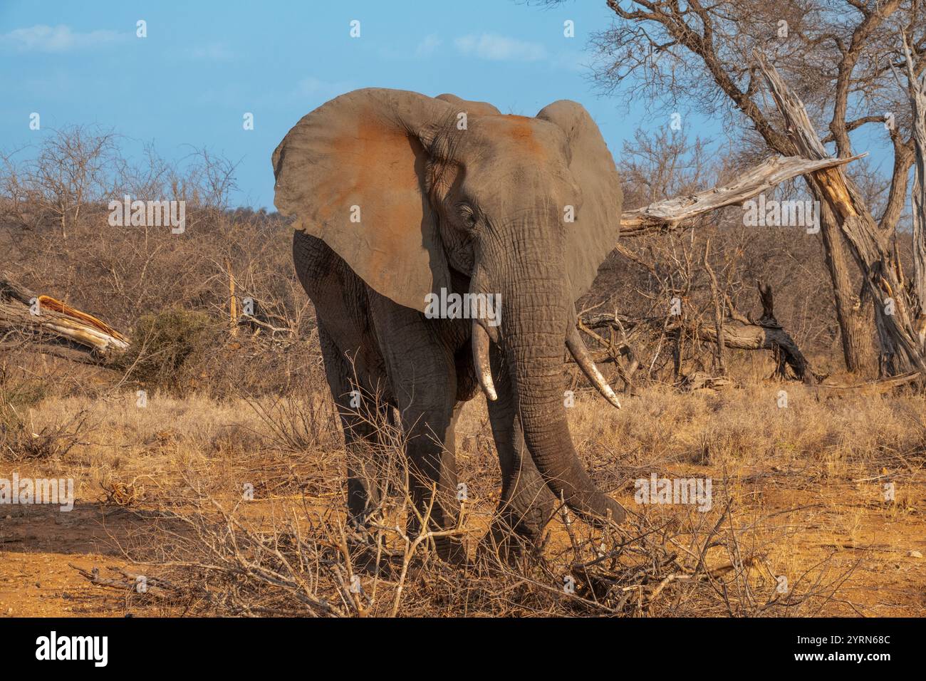 Close up of a big bull elephant with tusks and ears covered in red soil ...