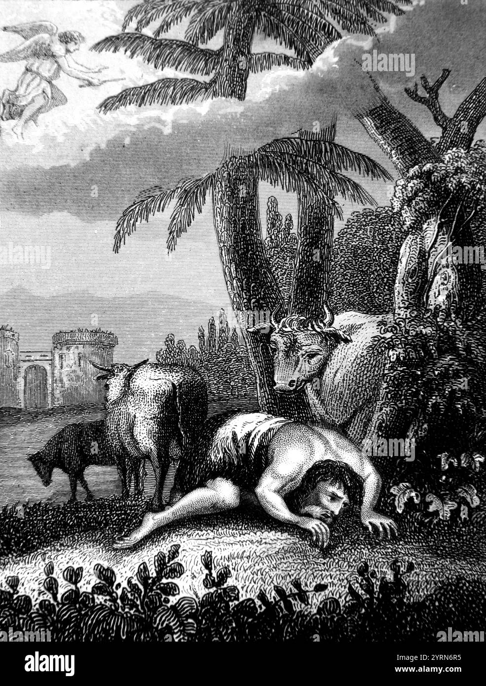 Steel Engraving of King Nebuchadnezzar was driven from his people and ate grass like an Ox and ...