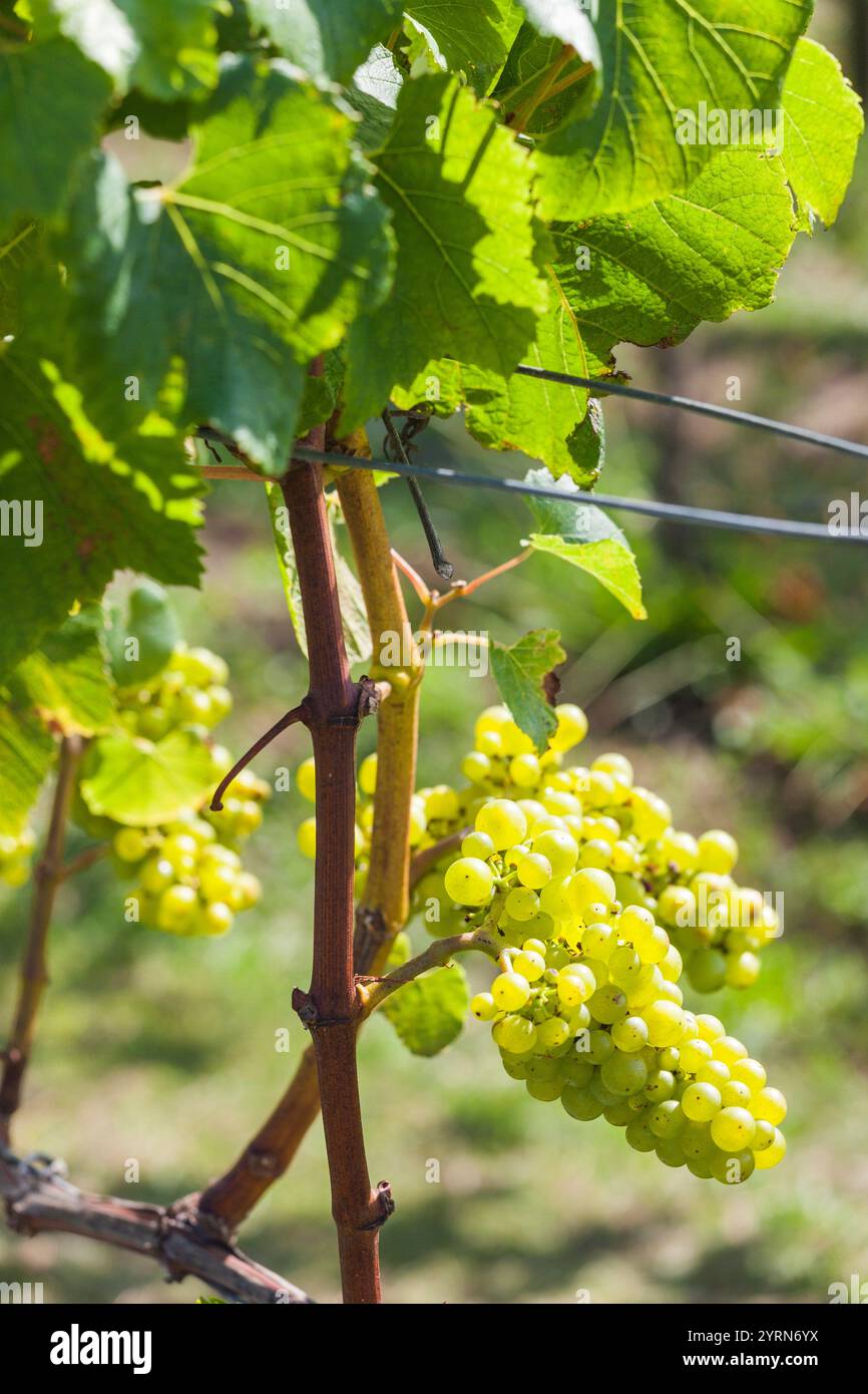 New Zealand, North Island, Auckland, vineyard Stock Photo - Alamy