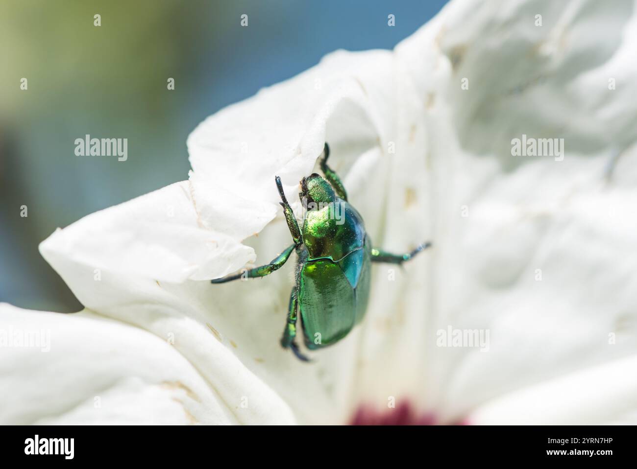 A Rose Chafer beetle (Calomacraspis splendens) on a flower near Oaxaca ...