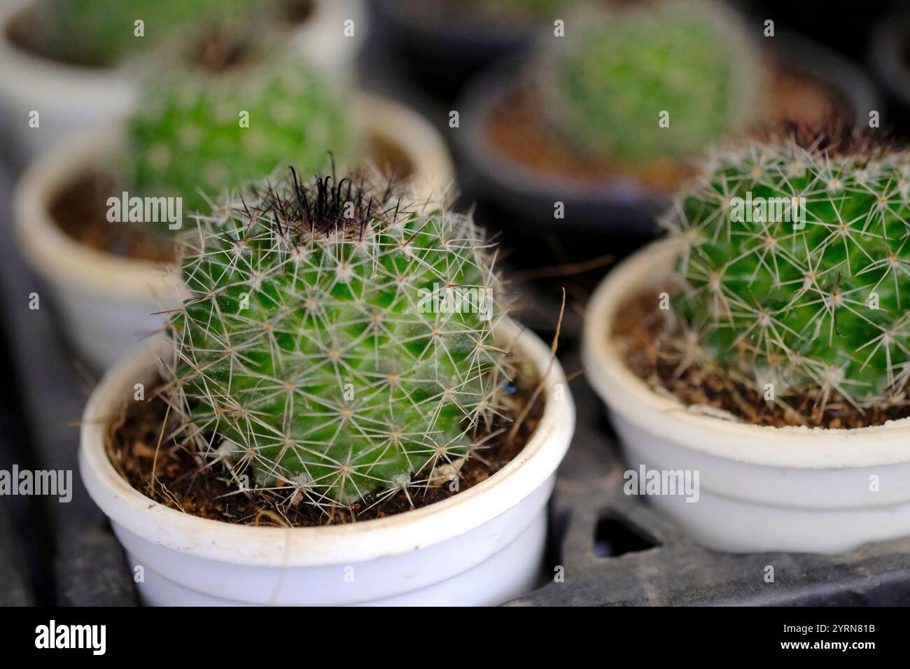 Indian Plants in an Indian Nursery, Overview of a Plant nursery with ...