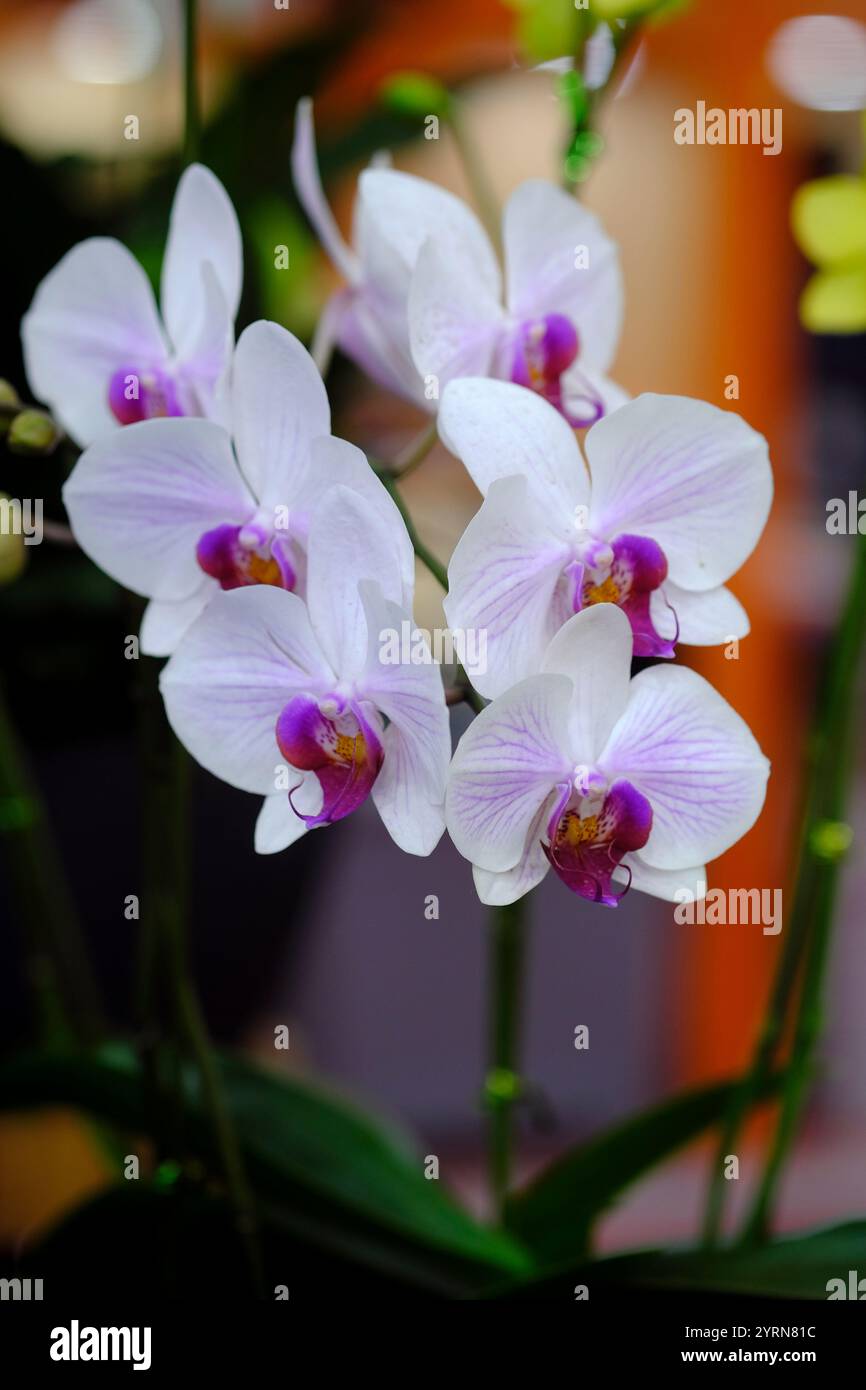 Indian Plants in an Indian Nursery, Overview of a Plant nursery with ...