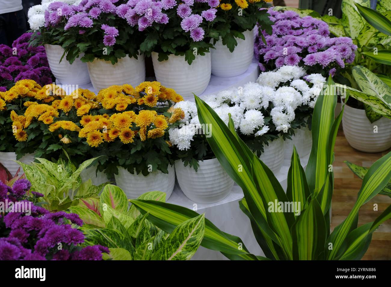 Indian Plants in an Indian Nursery, Overview of a Plant nursery with ...