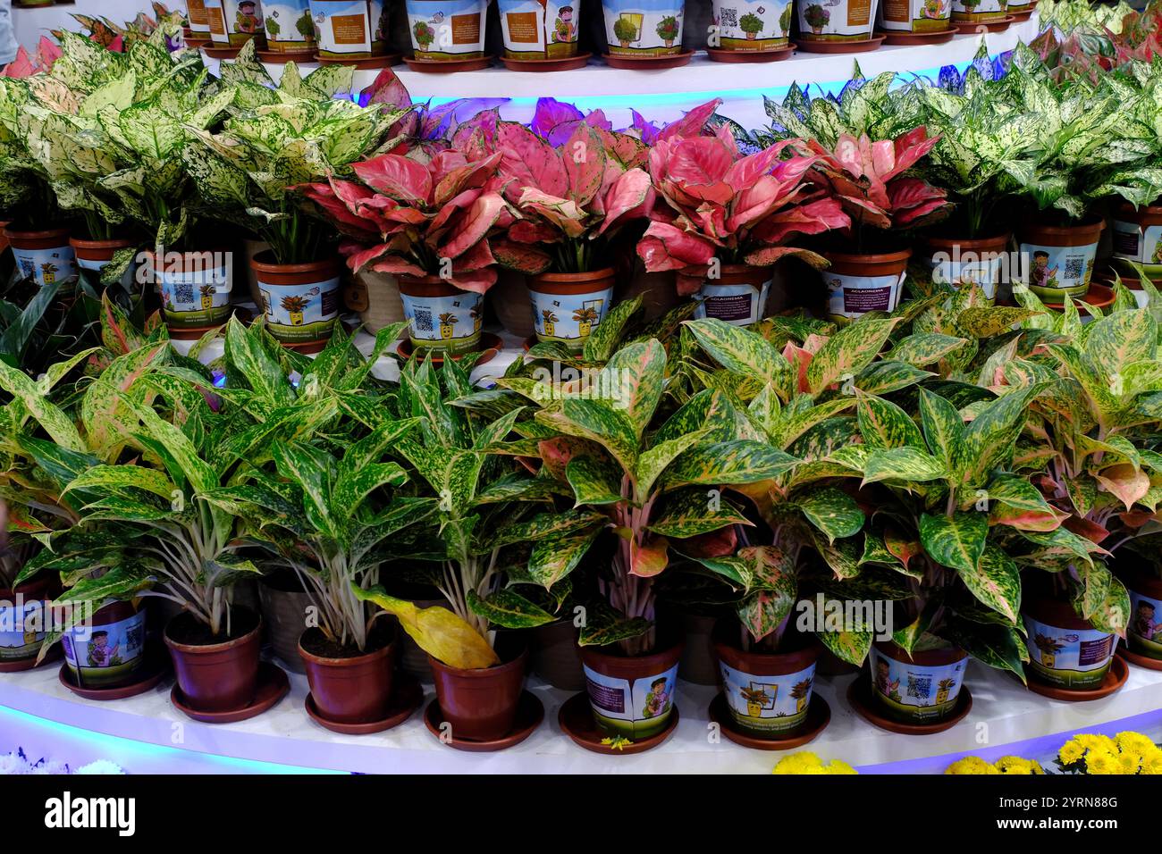 Indian Plants in an Indian Nursery, Overview of a Plant nursery with ...