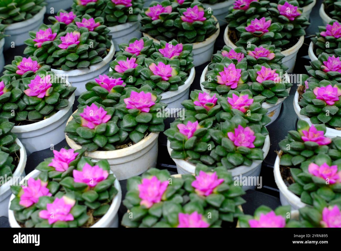 Indian Plants in an Indian Nursery, Overview of a Plant nursery with ...