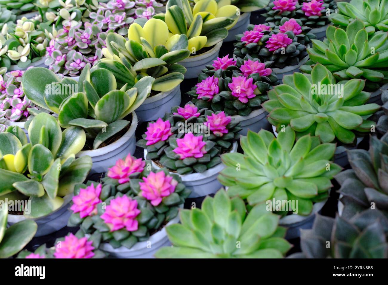 Indian Plants in an Indian Nursery, Overview of a Plant nursery with ...