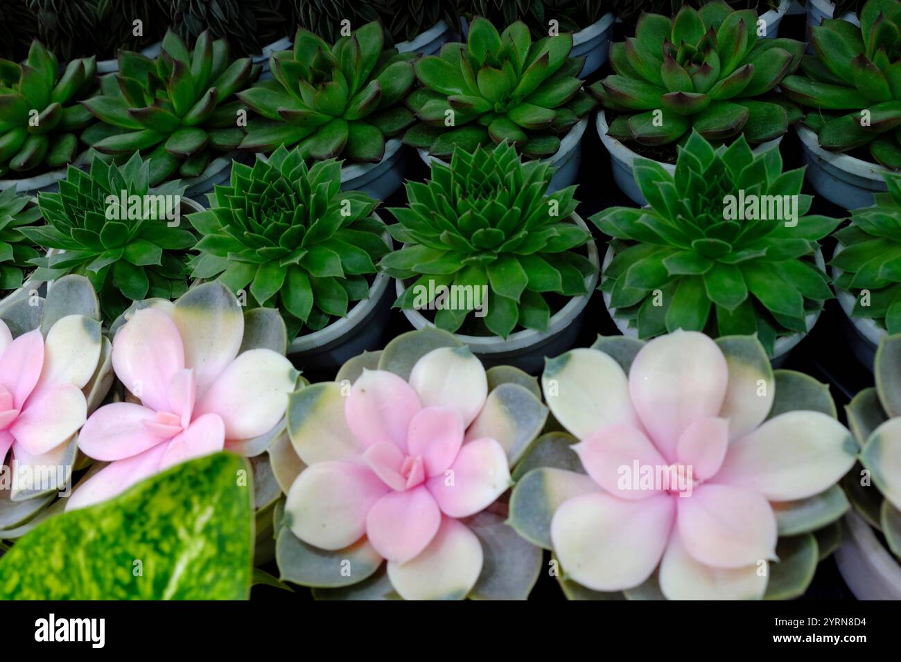 Indian Plants in an Indian Nursery, Overview of a Plant nursery with ...