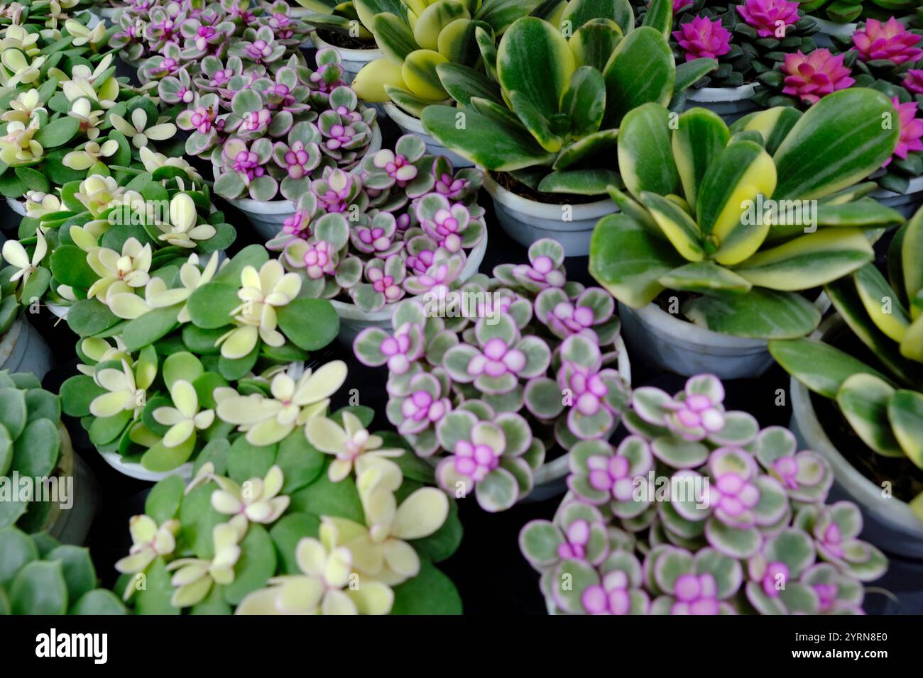Indian Plants in an Indian Nursery, Overview of a Plant nursery with ...