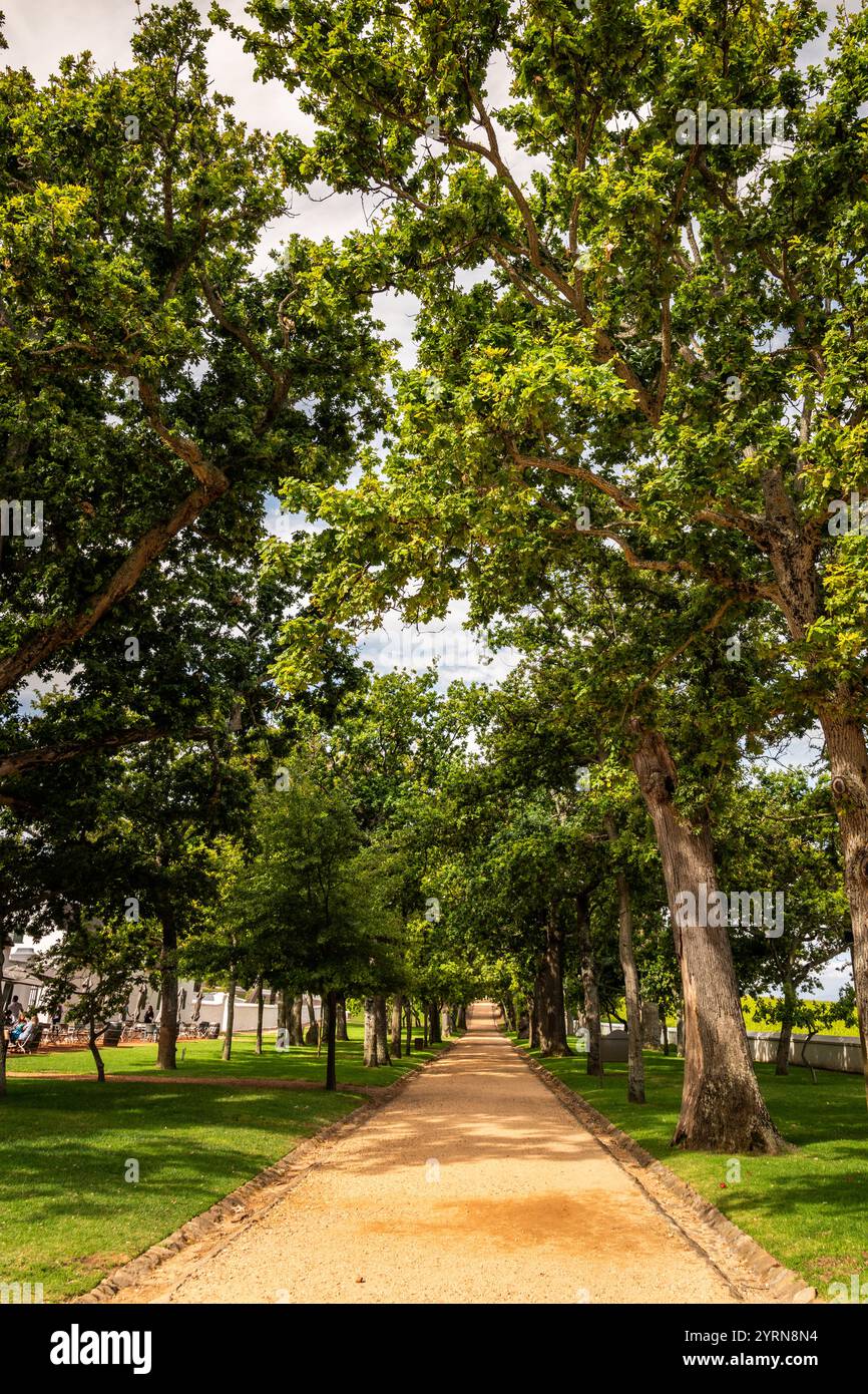 Tree lined pathway leads hi-res stock photography and images - Alamy