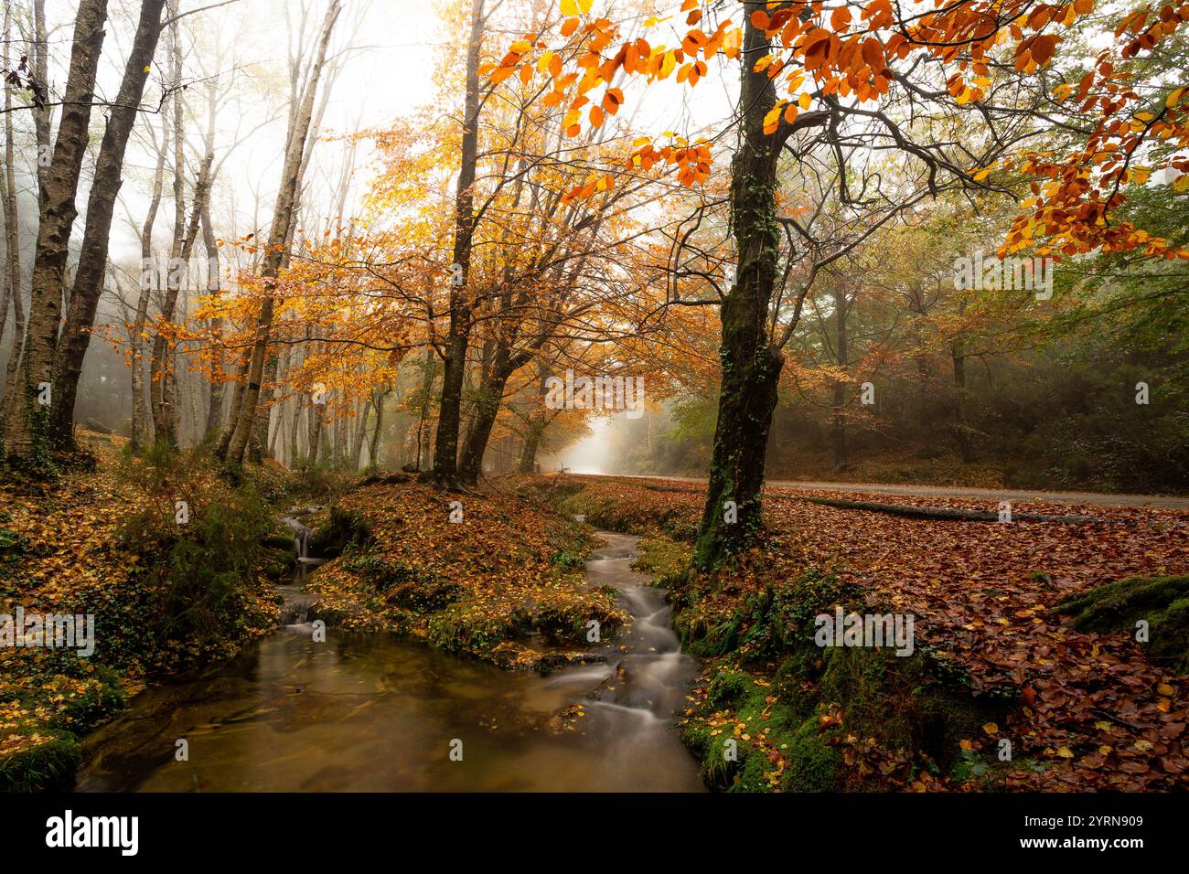 The Path of Mata da Albergaria in Geres National Park during Autumn ...
