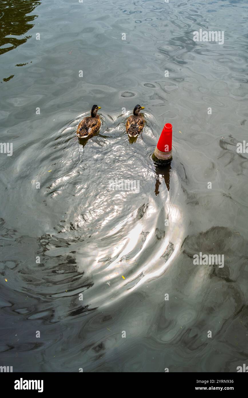 Two adult female Mallard Ducks Anas platyrhynchos swimming past a ...