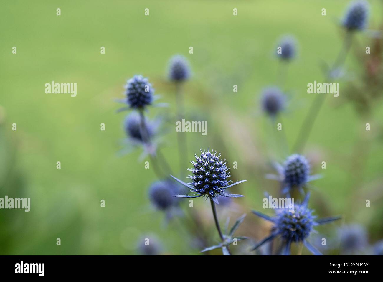 Eryngium Sea holly plant growing in a garden in Newquay in Cornwall in ...