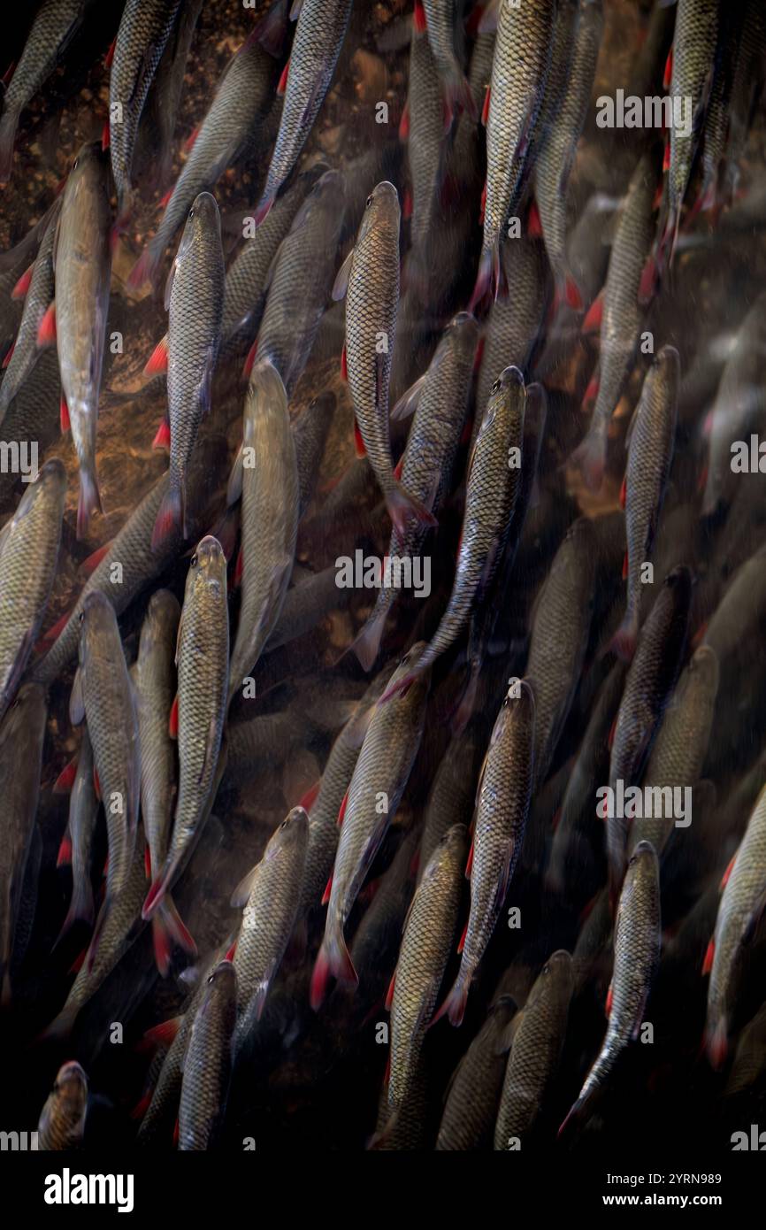 A shoal of Common Rudd Scardinius erythrophthalmus in a river Stock ...