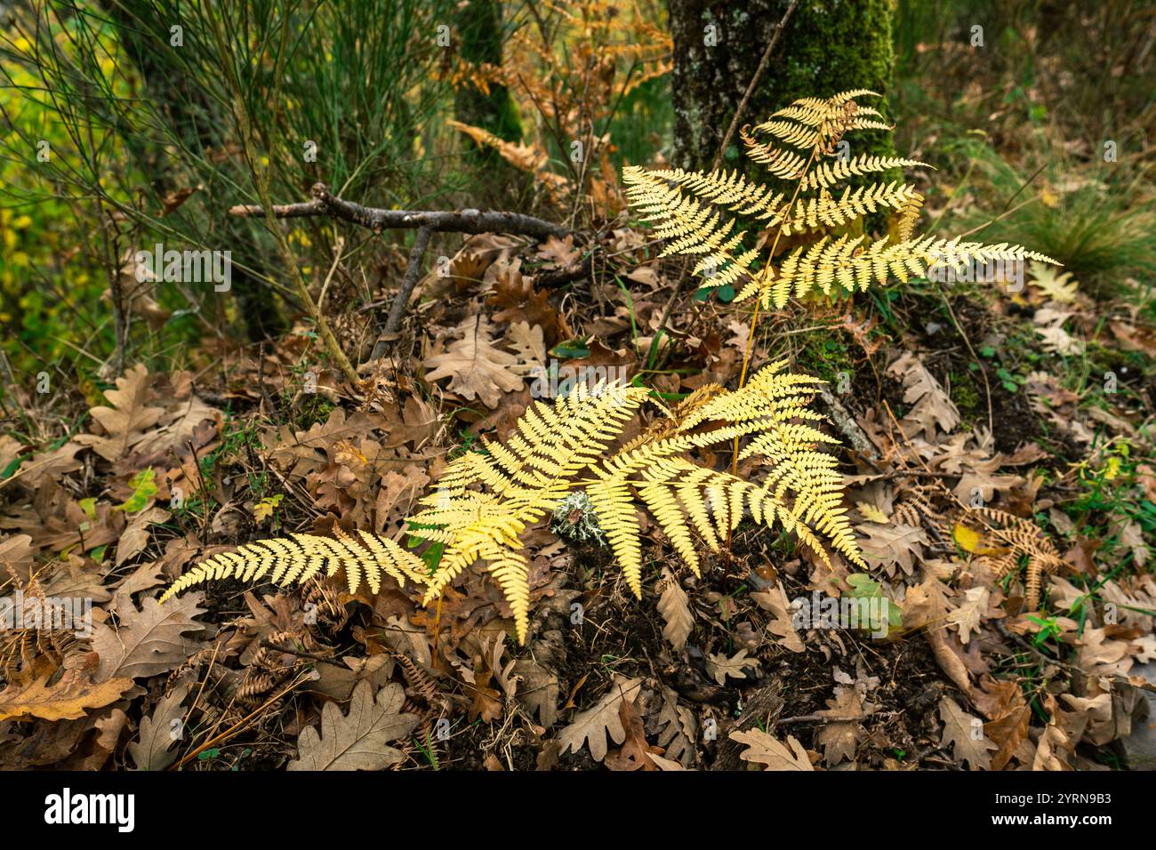 Yellow autumn ferns growing among fallen oak leaves in forest Stock ...