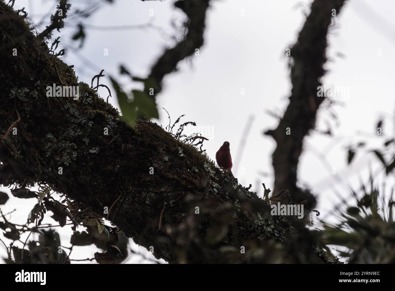 The Mexican highland endemic warber, the Red Warbler (Cardellina rubra ...