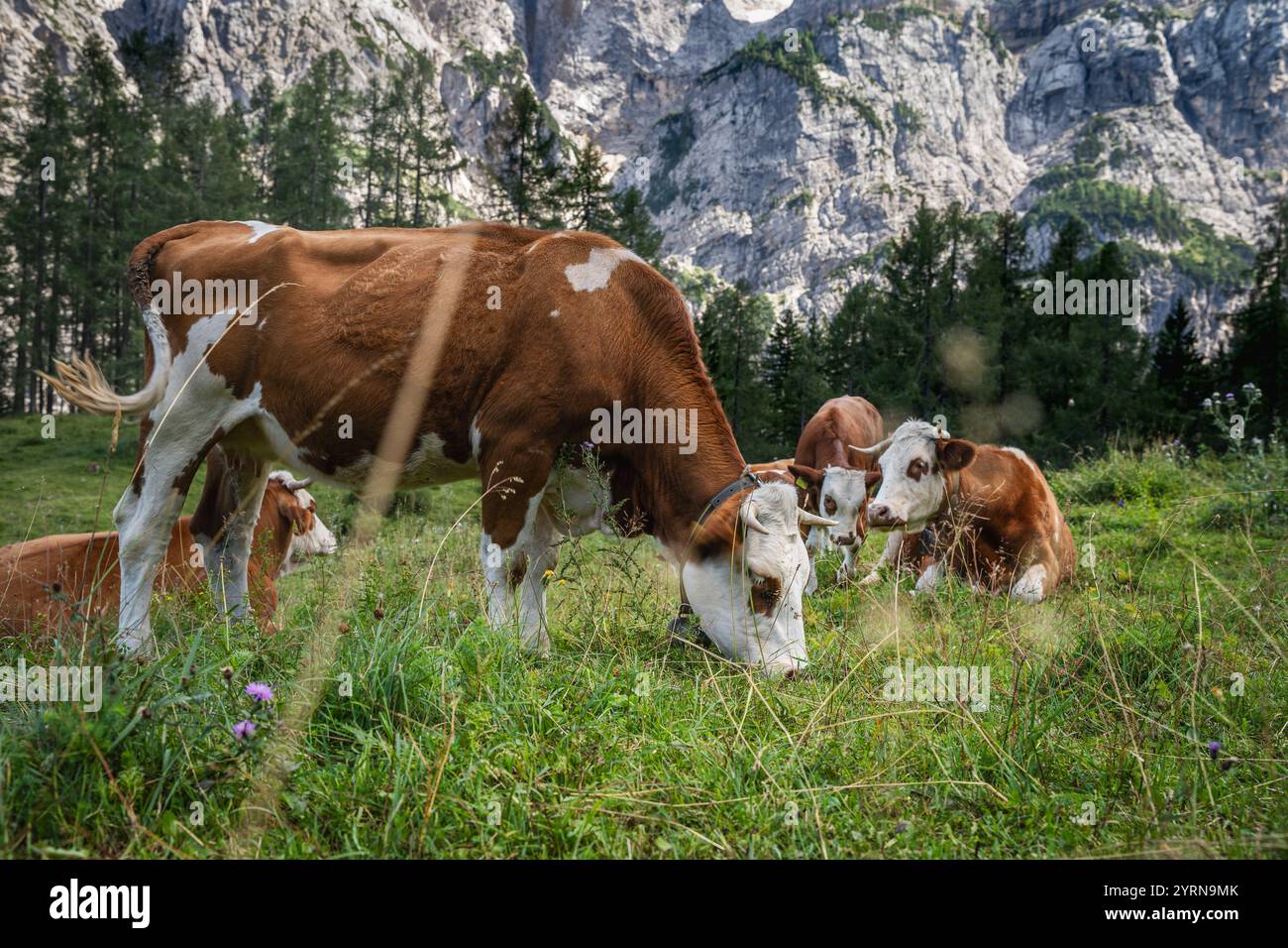 The classic spectacle of beautiful and peaceful cows grazing high in ...