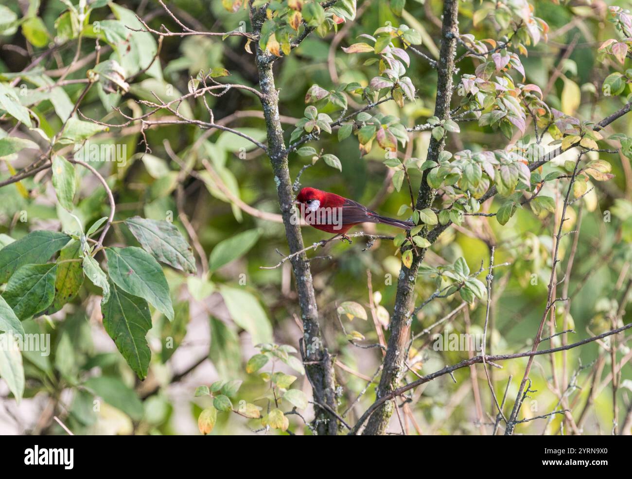 The Mexican highland endemic warber, the Red Warbler (Cardellina rubra ...