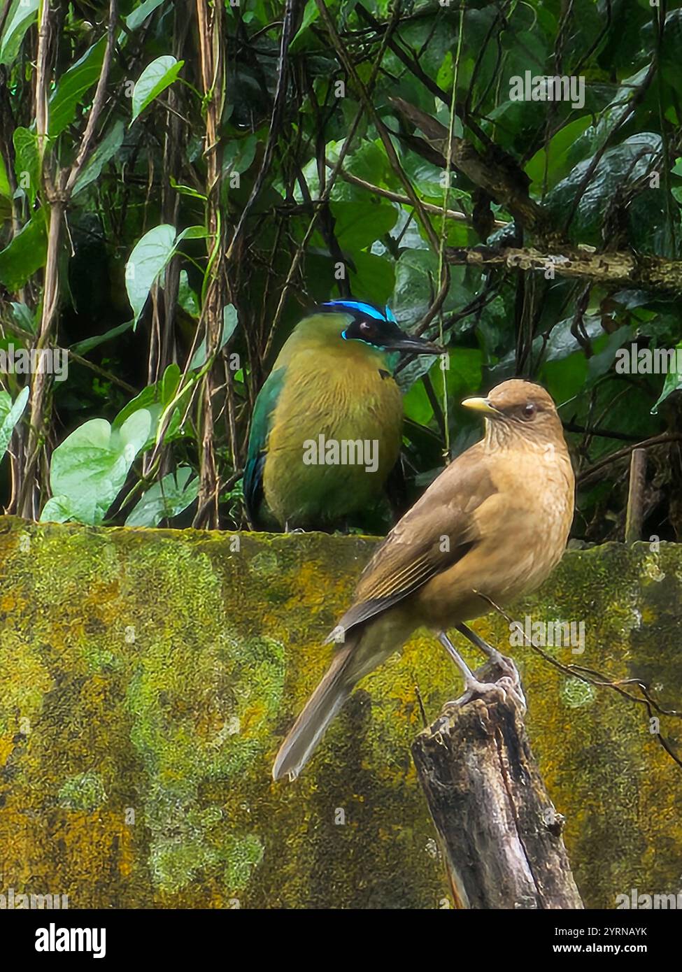 two beautiful birds in the forest Stock Photo - Alamy