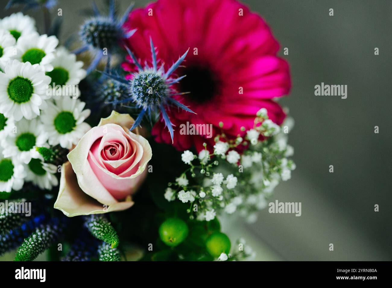 Gerbera gypsophila hi-res stock photography and images - Alamy