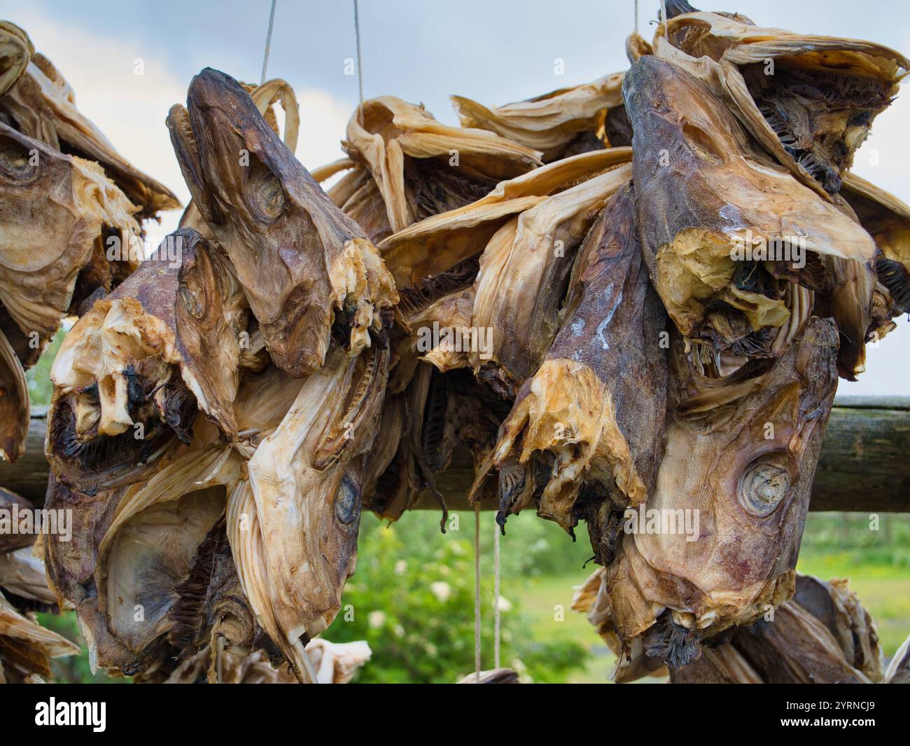 Cod heads drying in the open air in Svolvaer in the Lofoten Islands in ...