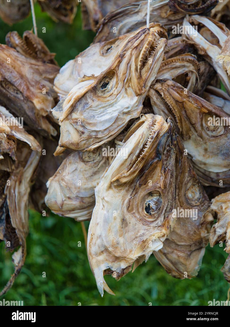 Cod heads drying in the open air in Svolvaer in the Lofoten Islands in ...