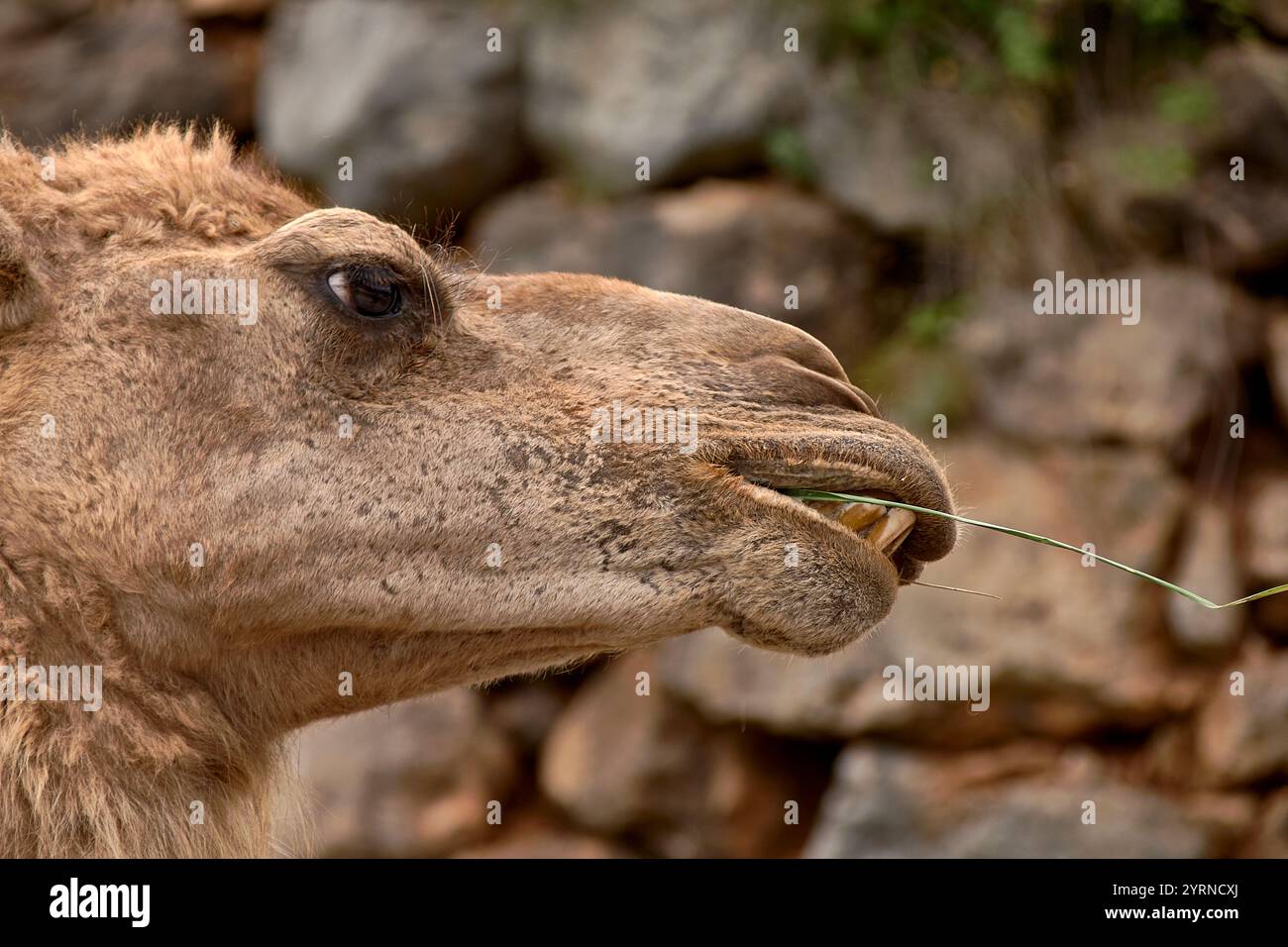 Detail of the head of a dromedary. Cloudy sky, texture, hairs, eye ...