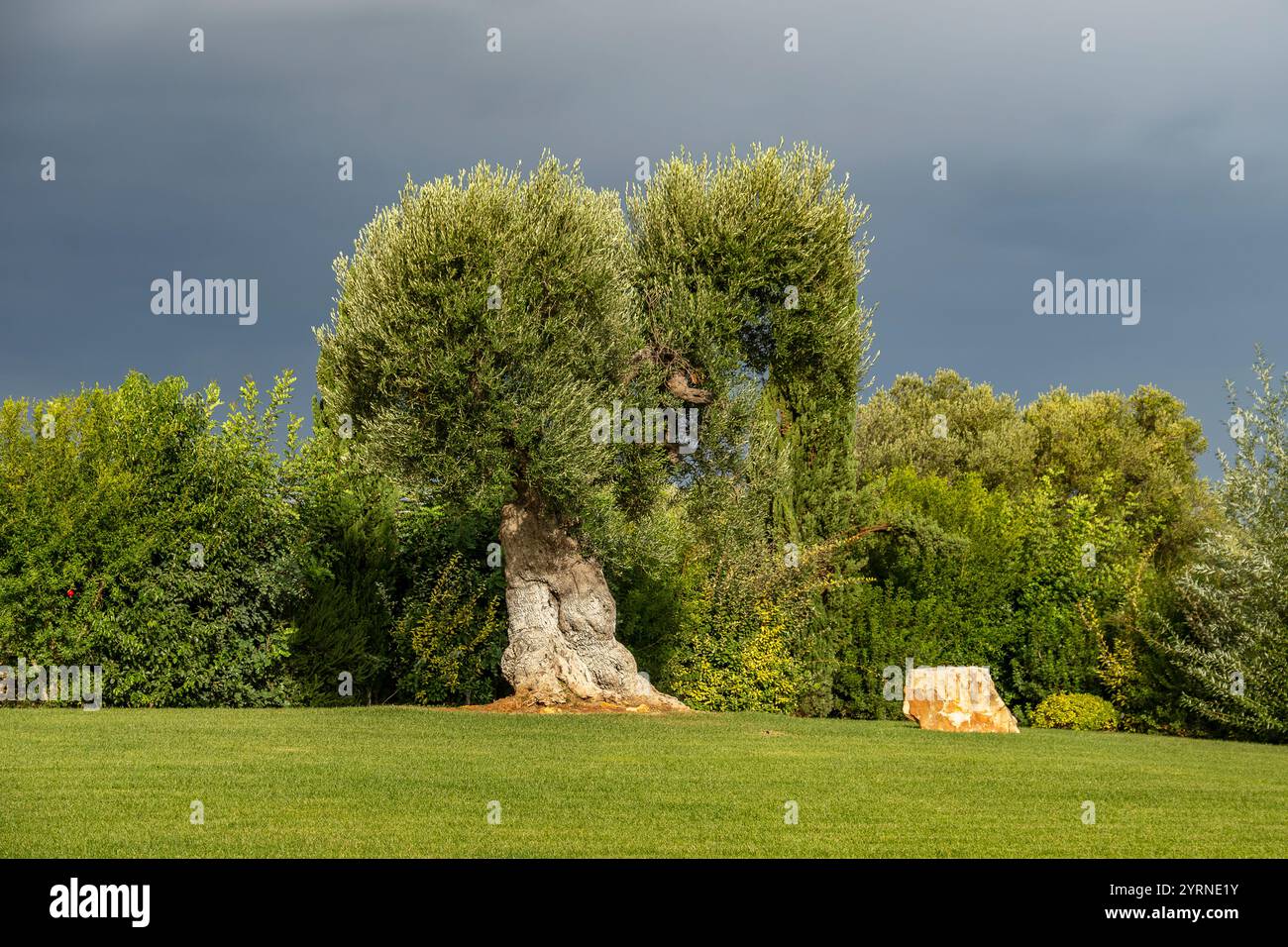 Beautiful shot olive tree hi-res stock photography and images - Alamy