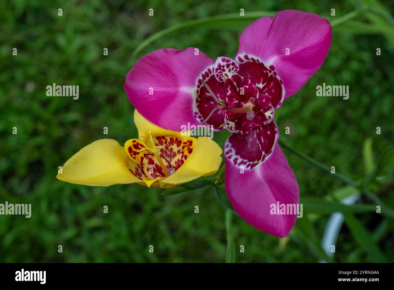 Tiger Iris, Tigridia pavonia, growing in a cottage garden, colourful ...