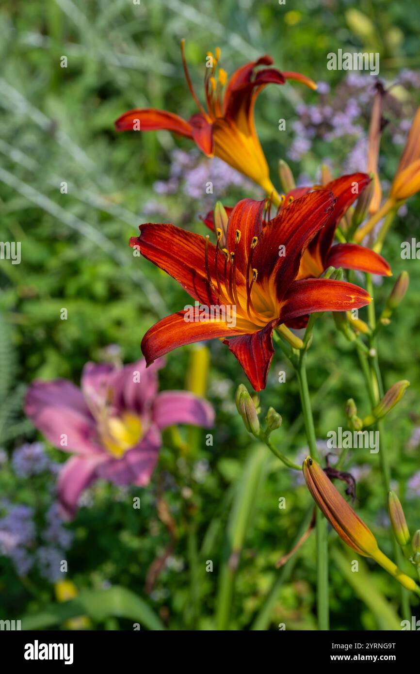 Orange daylily, Hemerocallis fulva, growing in a cottage garden, in ...