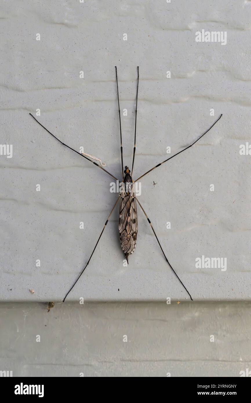 Giant Crane Fly, Tipula abdominalis, very large insect on siding of ...