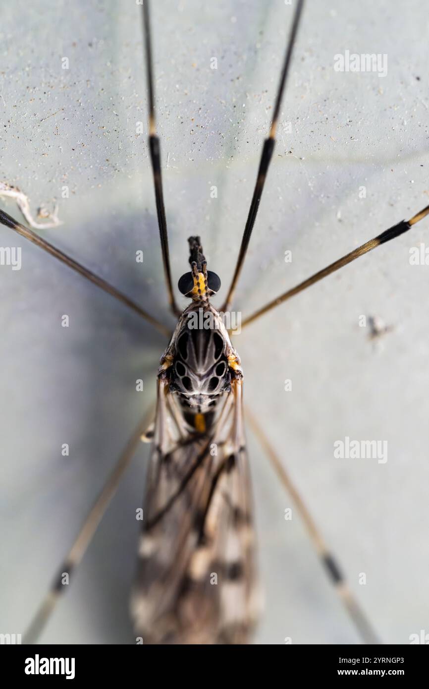 Giant Crane Fly, Tipula abdominalis, very large insect on siding of ...