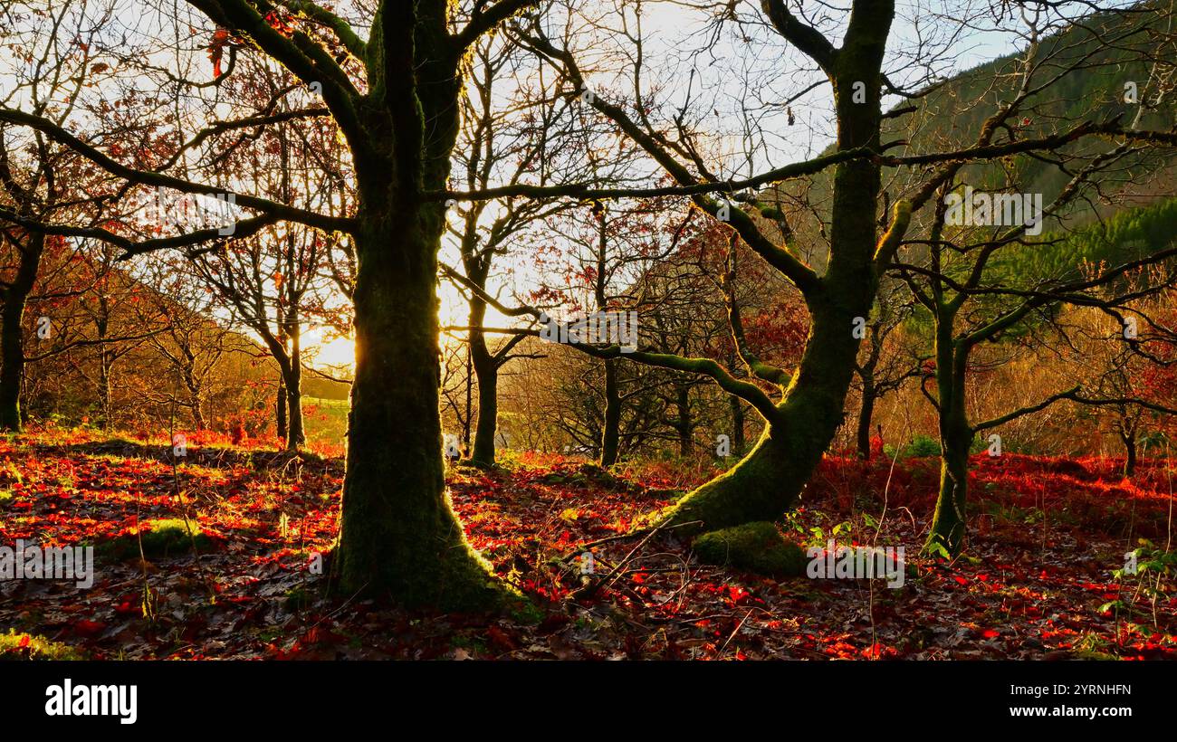 Temperate woodland in Wales with oak and hazel trees, ferns and bracken ...