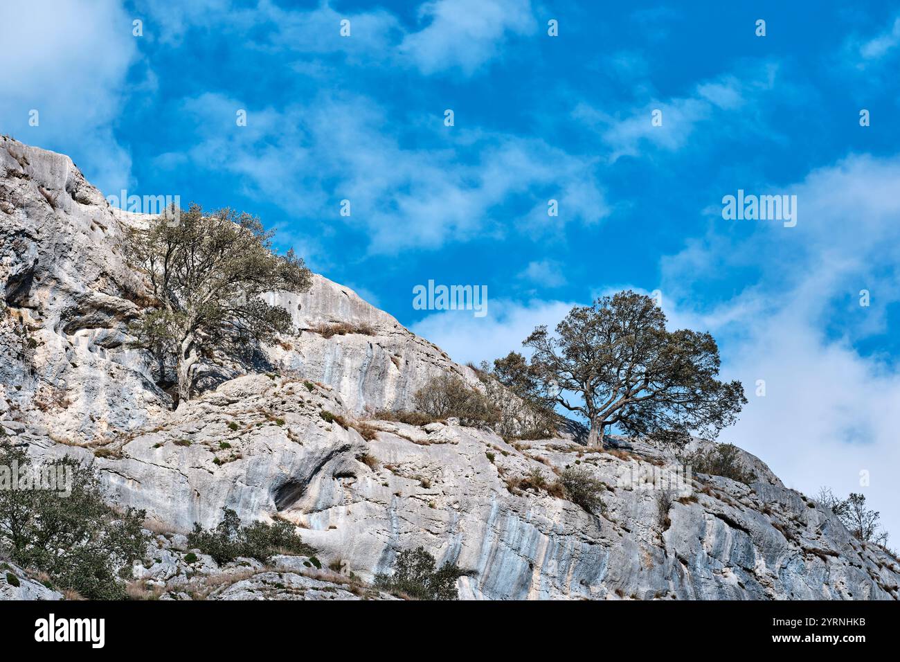 Two trees on rocky cliff with vibrant blue sky and clouds Stock Photo ...