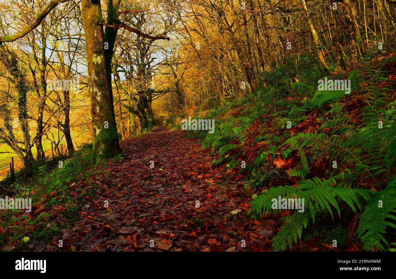 Temperate woodland in Wales with oak and hazel trees, ferns and bracken ...