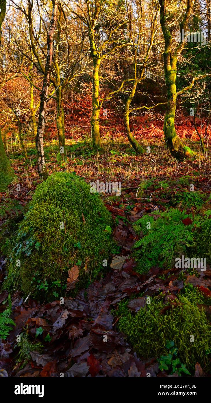 Temperate woodland in Wales with oak and hazel trees, ferns and bracken ...