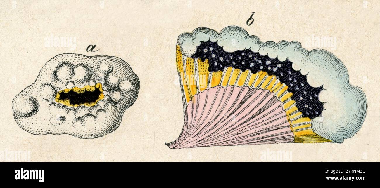 Merules hi-res stock photography and images - Alamy